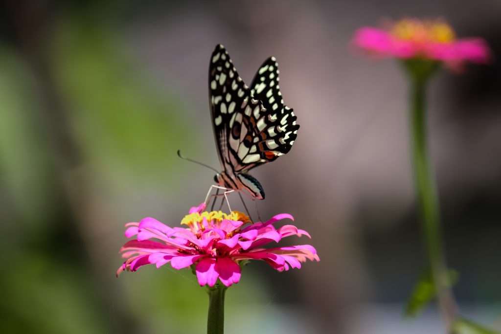 Tasting the nectar of life! - Samachar Just Click