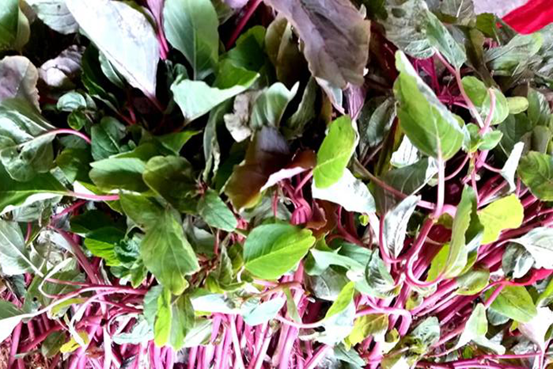 ‘Leaf’ the leit motif in the tribal culture of Odisha - Samachar Just Click