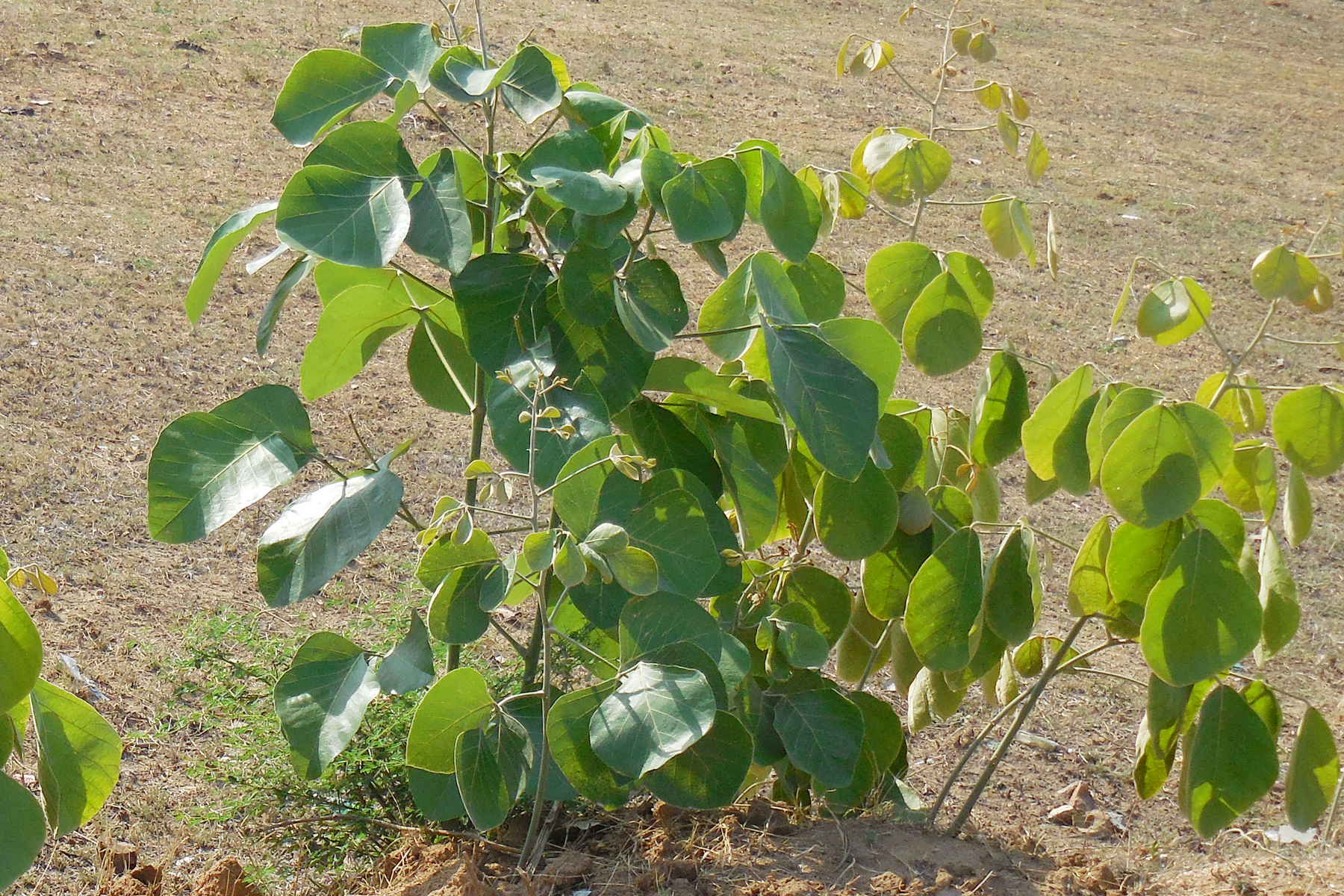 ‘Leaf’ the leit motif in the tribal culture of Odisha - Samachar Just Click